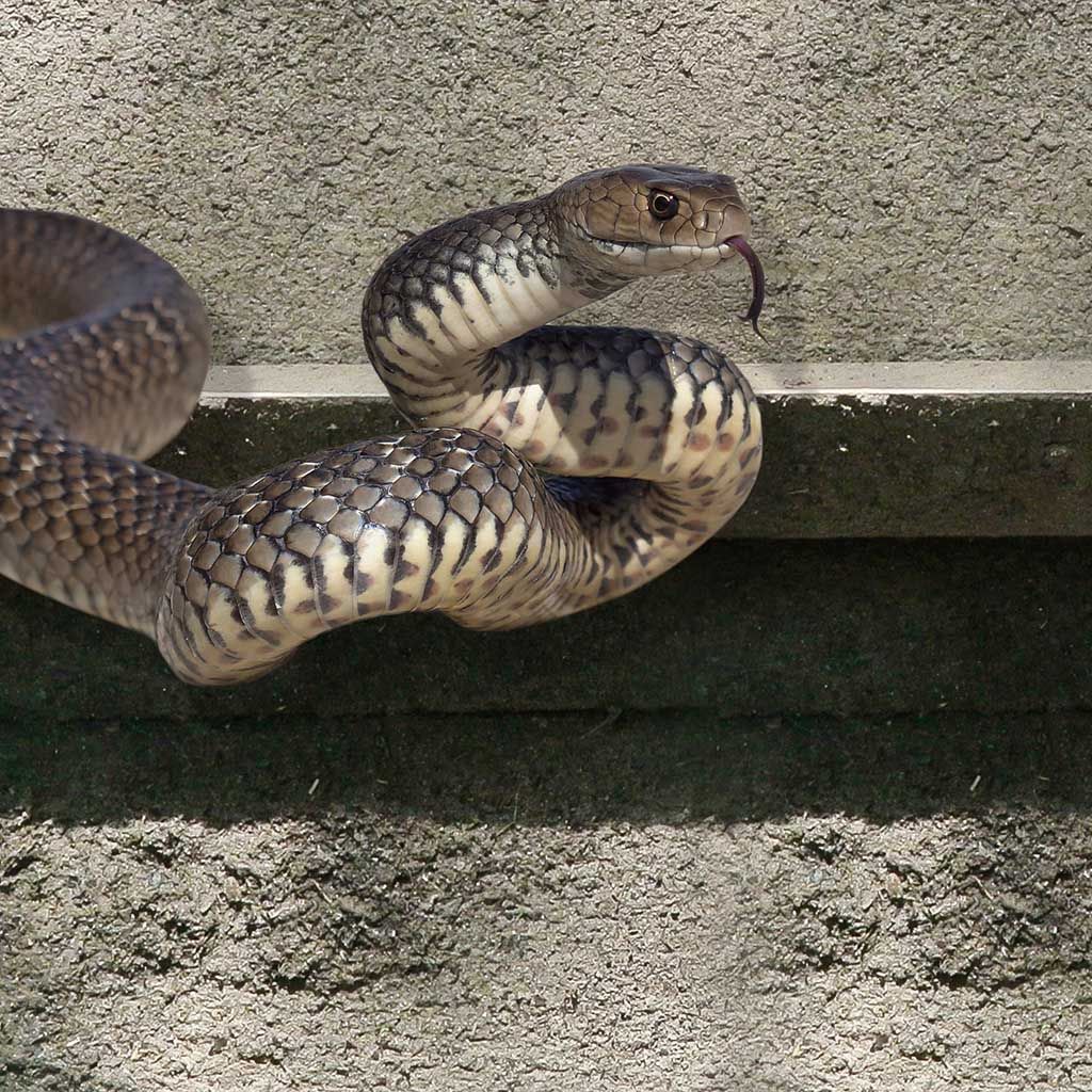 Stainless Stel Snake Vermin & Rodent Mesh | SSWM